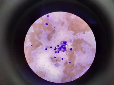 Solved Please Label And Annotate On The Following Images The