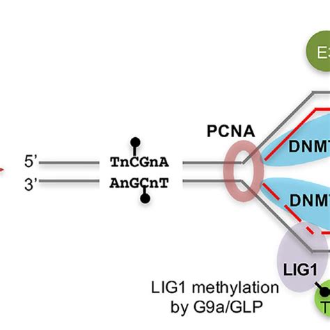 Schematic Diagram Of De Novo And Maintenance Dna Methylation At Cpg Download Scientific Diagram