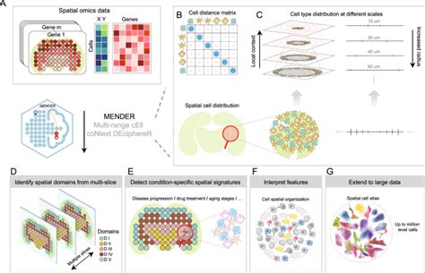 MENDER Fast And Scalable Tissue Structure Identification In Spatial