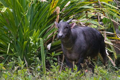 Anoa Bubalus Depressicornis Tremarctos