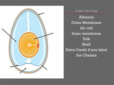 Ppt Eggcellent Egg Facts And Culinary Experiments Guide Powerpoint Presentation Id2283093
