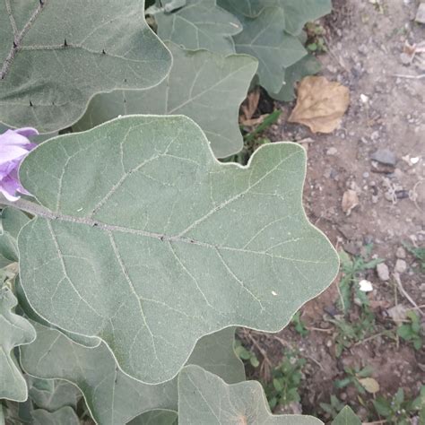 Automatic Weed Detection In Brinjal Crop Kaggle