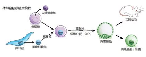 体细胞核移植，你真的了解吗？ 克隆羊