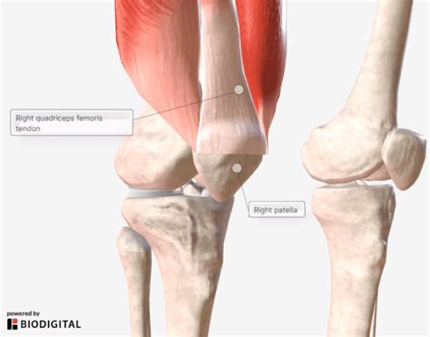 6 Simple Rectus Femoris Exercises For Tight Quads Precision Movement