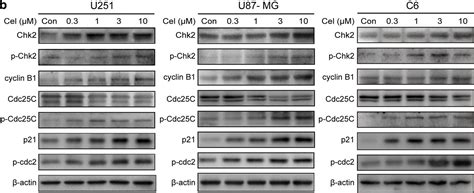 Cds1 Antibodies Antibody Search Engine Citeab