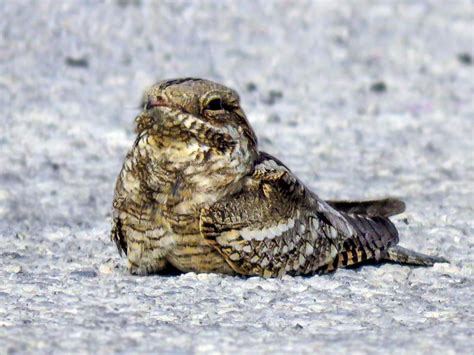 Eurasian Nightjar Ebird