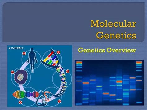 Ppt Molecular Genetics Powerpoint Presentation Free Download Id