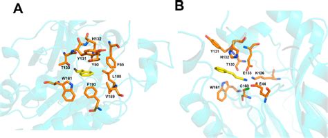 Molecular Docking Of The Nit11764 Nitrilase A Cinnamonitrile Docked