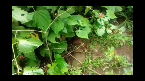 Rauvolfia Tetraphylla 🌿 ️ La Chalchupa O Serpentina Youtube