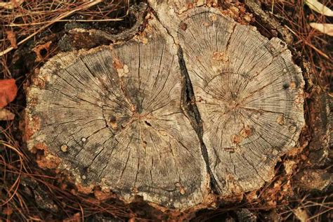 Proven Ways To Kill Tree Stumps Gardenia Organic