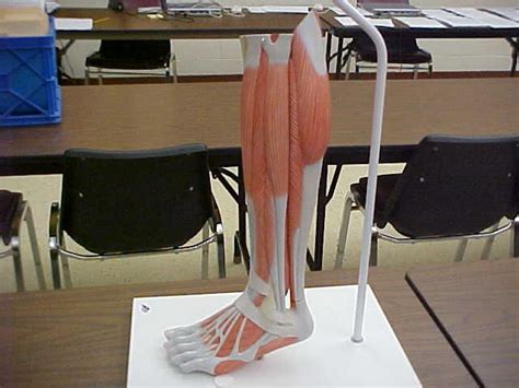 Leg 4 Diagram Quizlet