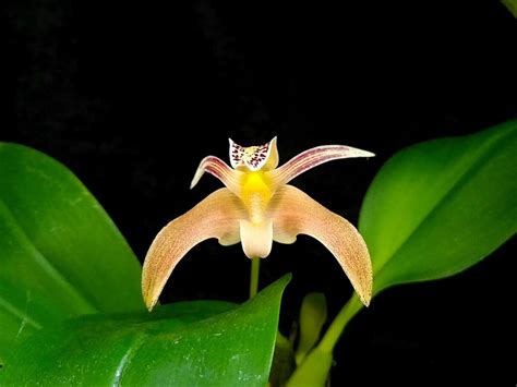 Bulbophyllum Polystictum