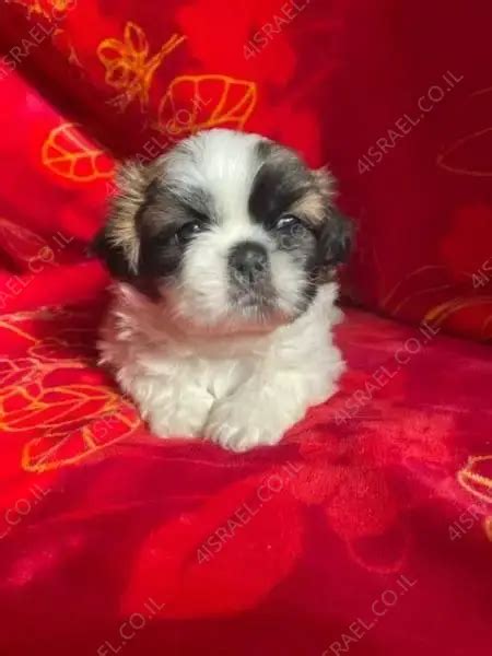 Shenki Shih Tzu To Price Sale In Israel