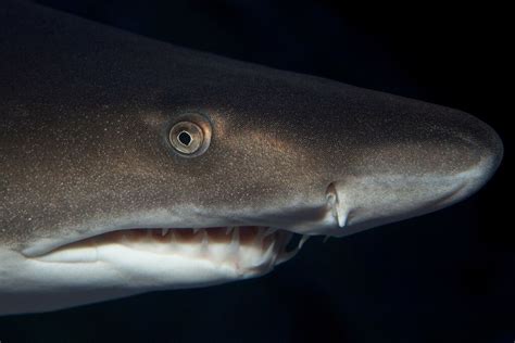 Two Oceans Aquarium 10 Facts About Ragged Tooth Sharks