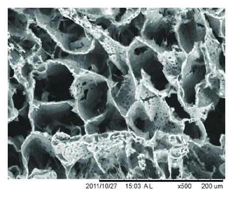 sem micrographs of the porous structure of scaffolds were made using