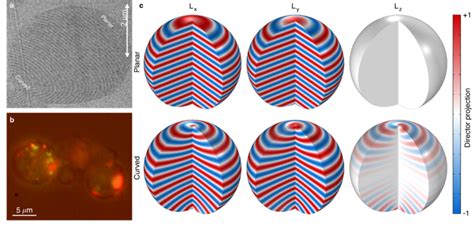 Internal Structure Of Chiral Liquid Crystal Microparticles A