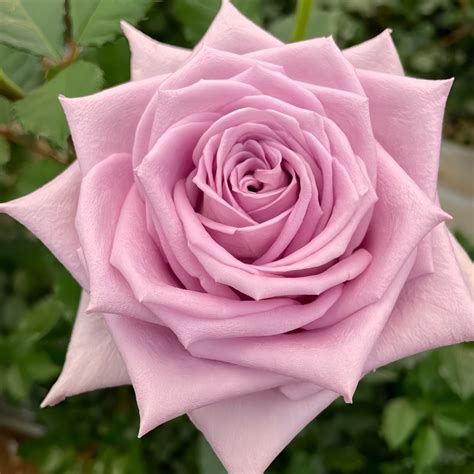Indigo Rose 靛蓝 米粒｜france Cut Rose Ergongzy Roses