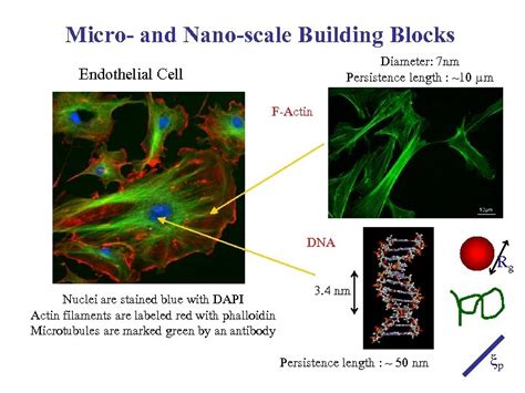 Dynamics Of Confined Polymer In Flow 陳彥龍 Yeng Long