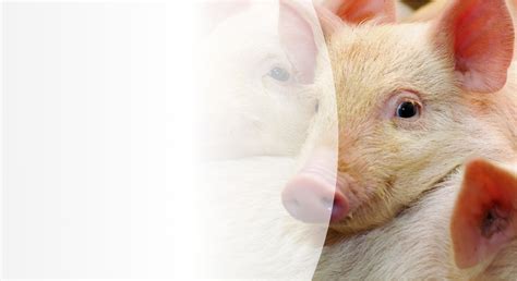 Home Leptospirosis