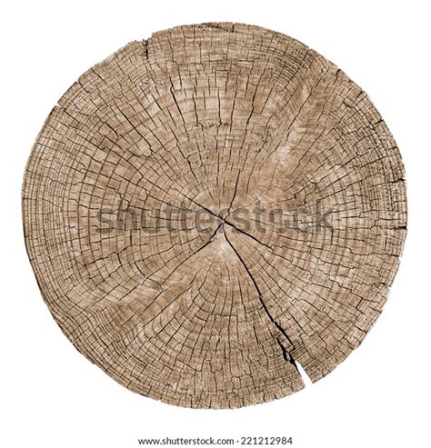 Cross Section Tree Trunk Showing Growth Stock Photo Shutterstock