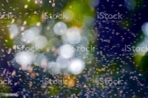 녹색 잎 부드러운 초점 Bokeh 조명과 푸른 하늘의 자연 흐린 배경 위에 떨어지는 여름 비 자연 디 포커 싱 배경 창조적 인 디자인에 적합 합니다 0명에 대한 스톡 사진