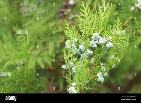 Thuja Branches With Young Fruits Green Thuja Tree With Young Fruits