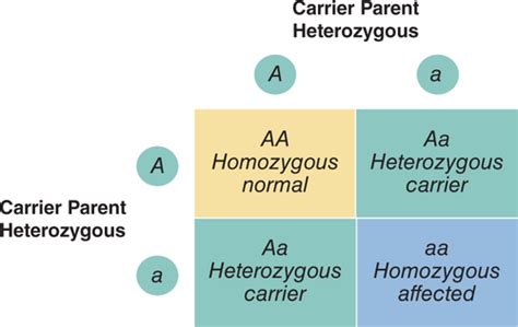 Chapter 3 Genetics Flashcards Quizlet