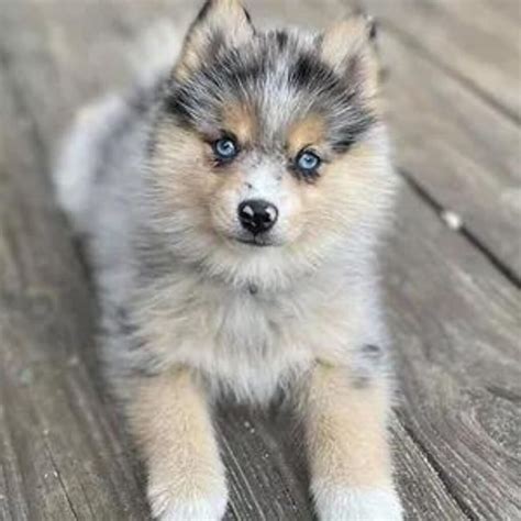 Should You Cut A Pomsky Hair At Ricardo Lafayette Blog