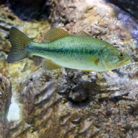Largemouth Bass Swimming
