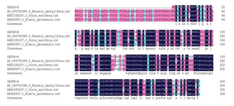 Sequence Alignment Analysis Of Banana Dwarf Mutants To Other Plant Homologs Download