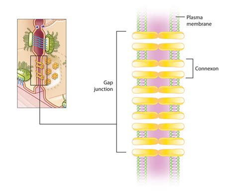 Gap Junction Diagram