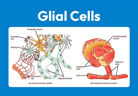 Glial Cells Types And Functions Importance Uses And Effects