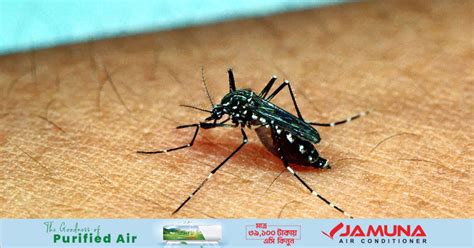 ডেঙ্গু আক্রান্ত হয়ে ৯ জন হাসপাতালে ভর্তি