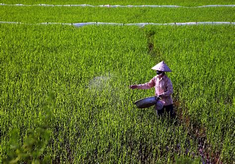 Quy Trình Trồng Lúa Nước đúng Kỹ Thuật Công Ty Tnhh Sx Tm Dv HoÀng Giang