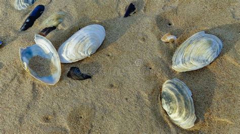 Mya Arenaria Shells Of A Bivalve Mollusk An Invader In The Black