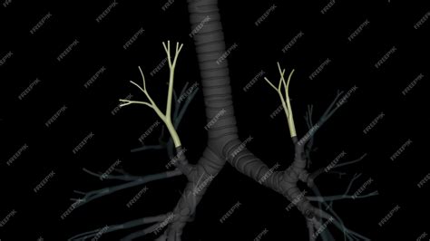 Premium Photo The Apical Segmental Bronchus Is The Most Superior Bronchus Of The Posterior