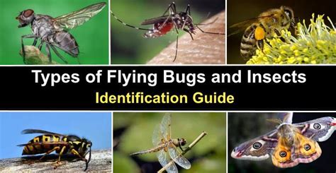 Tiny Flying Bugs In House Attracted To Light Uk Deafening Bloggers Pictures