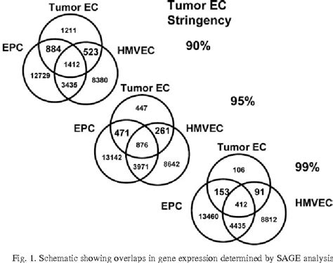 Figure 1 From Endothelial Precursor Cells As A Model Of Tumor