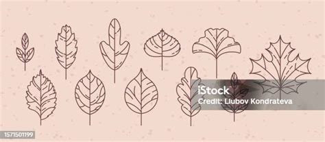 빈티지 가을 잎 아이콘의 집합입니다 단풍나무와 마가목 은행나무 코디아움 라일락 린든과 참나무 느릅나무와 포플러 낙서 스타일 스티커 웹 디자인 엽서 0명에 대한 스톡 벡터