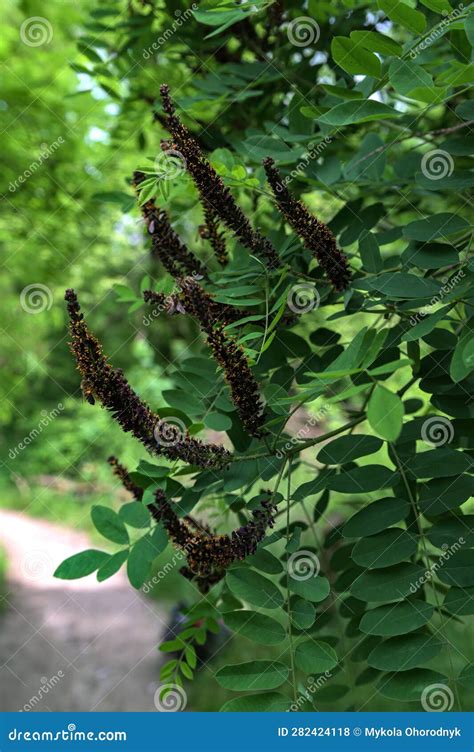 Falso Indigobush Amorpha Fruticosa Foto De Stock Imagem De Projeto