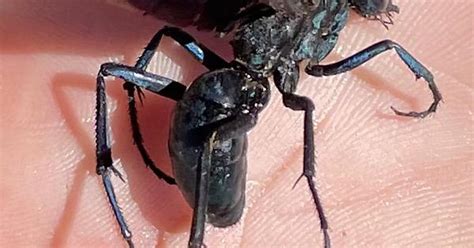 Tarantula Wasp Pics Album On Imgur