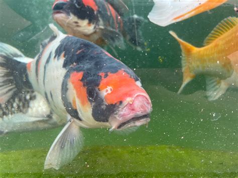 Bacterial Or Parasite Infections C N Koi