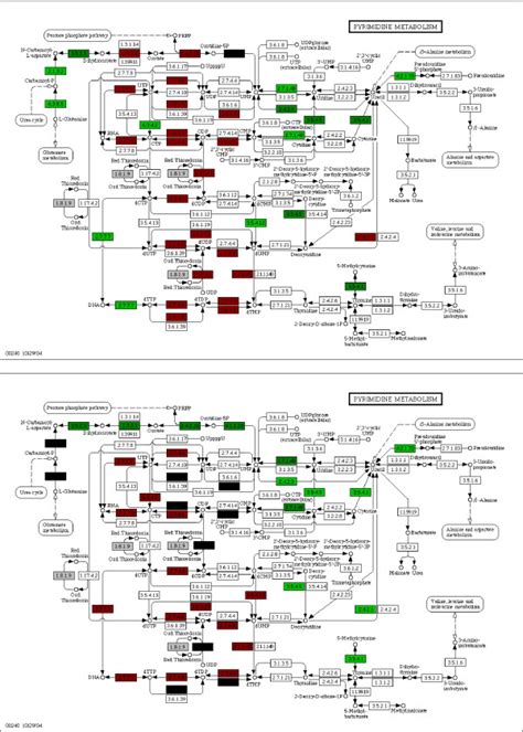 Pyrimidine Metabolism Pathways The Pyrimidine Metabolism Pathways Of