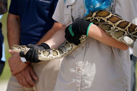 Hunters are swarming the Florida Everglades for the annual python challenge. The state says it's ...