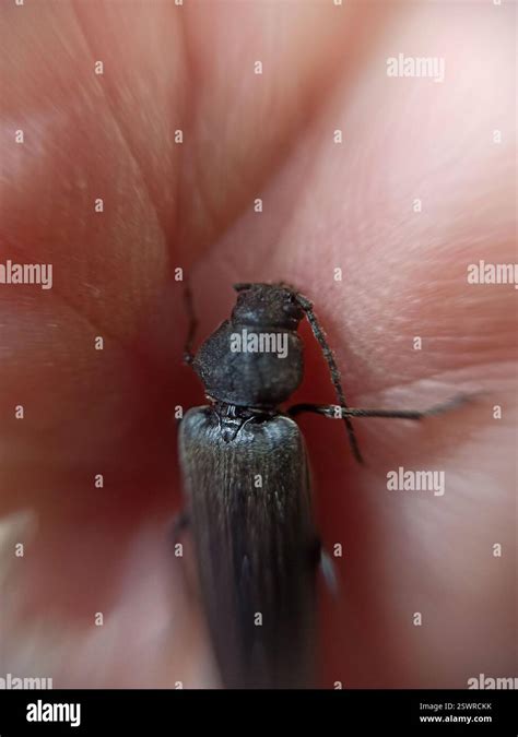 Black Spruce Borer Asemum Striatum Insecta Sondrio Lombardia