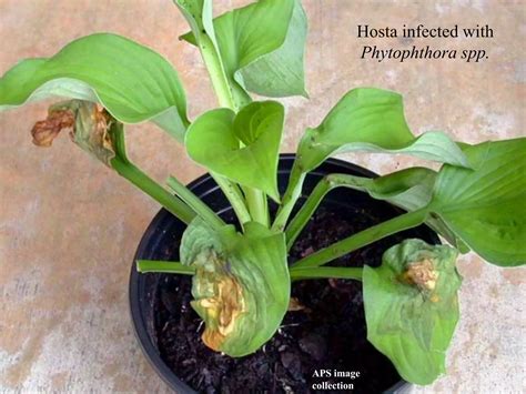 Phytophthora Diseases Pptx
