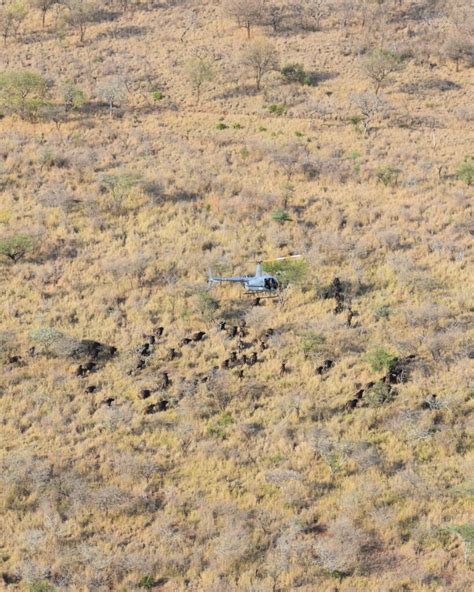 Annual Aerial Game Census Manyoni News