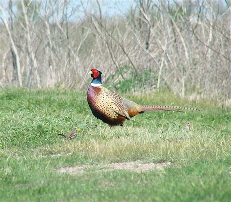 Pictures And Information On Ring Necked Pheasant