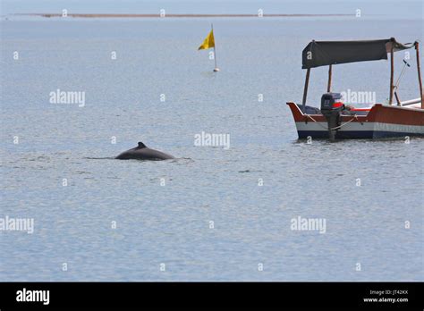 Irrawaddy Dolphin Orcaella Brevirostris Hanging Around Fishing Boats
