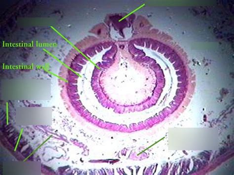 Earthworm Cross Section Diagram Quizlet